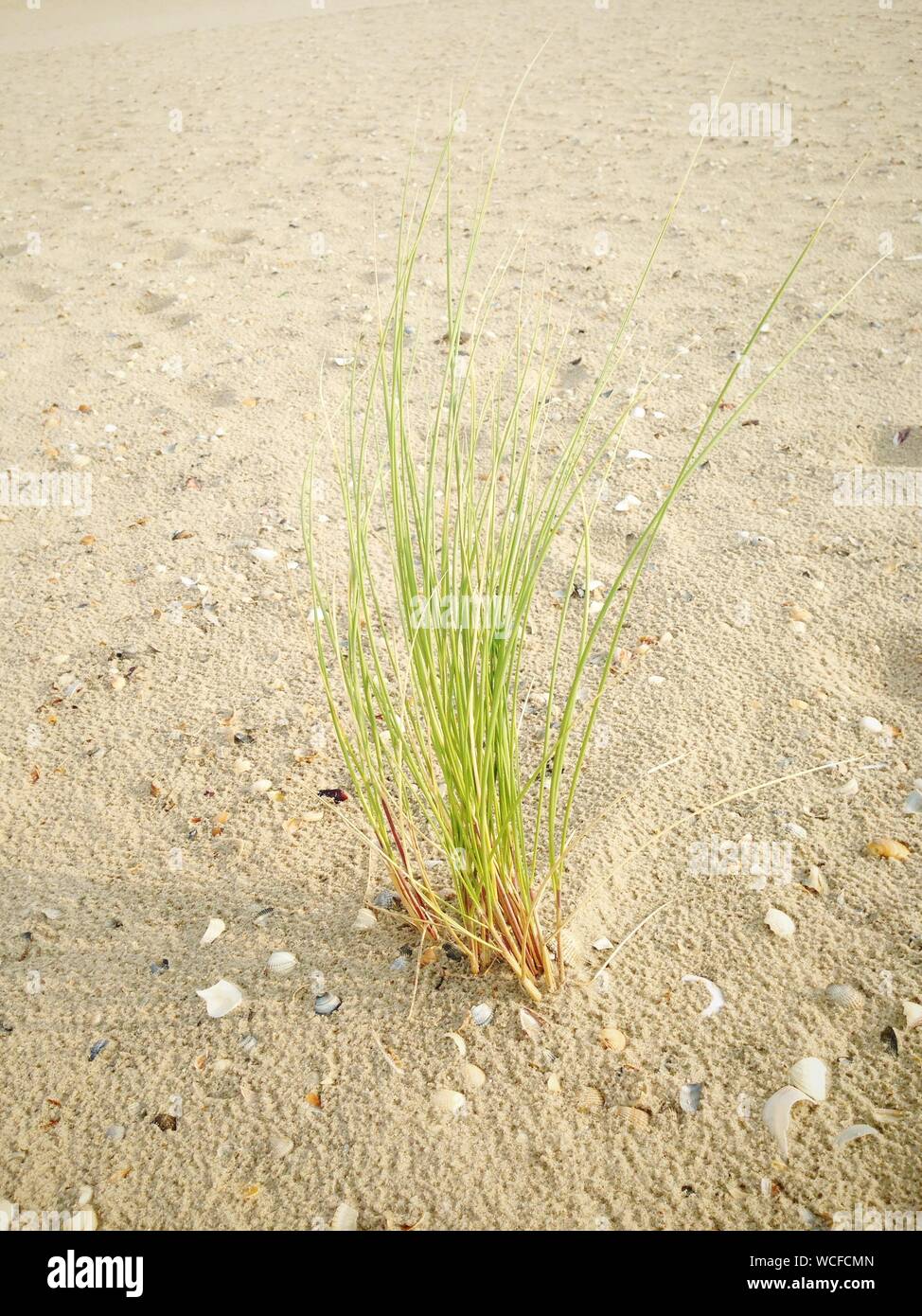 Grass on sand hi-res stock photography and images - Alamy
