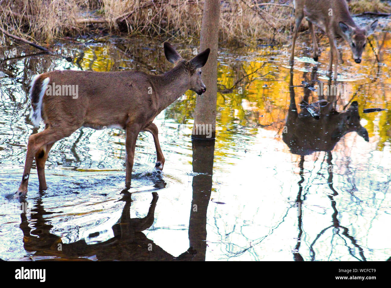 Deer standing in water hi-res stock photography and images - Alamy
