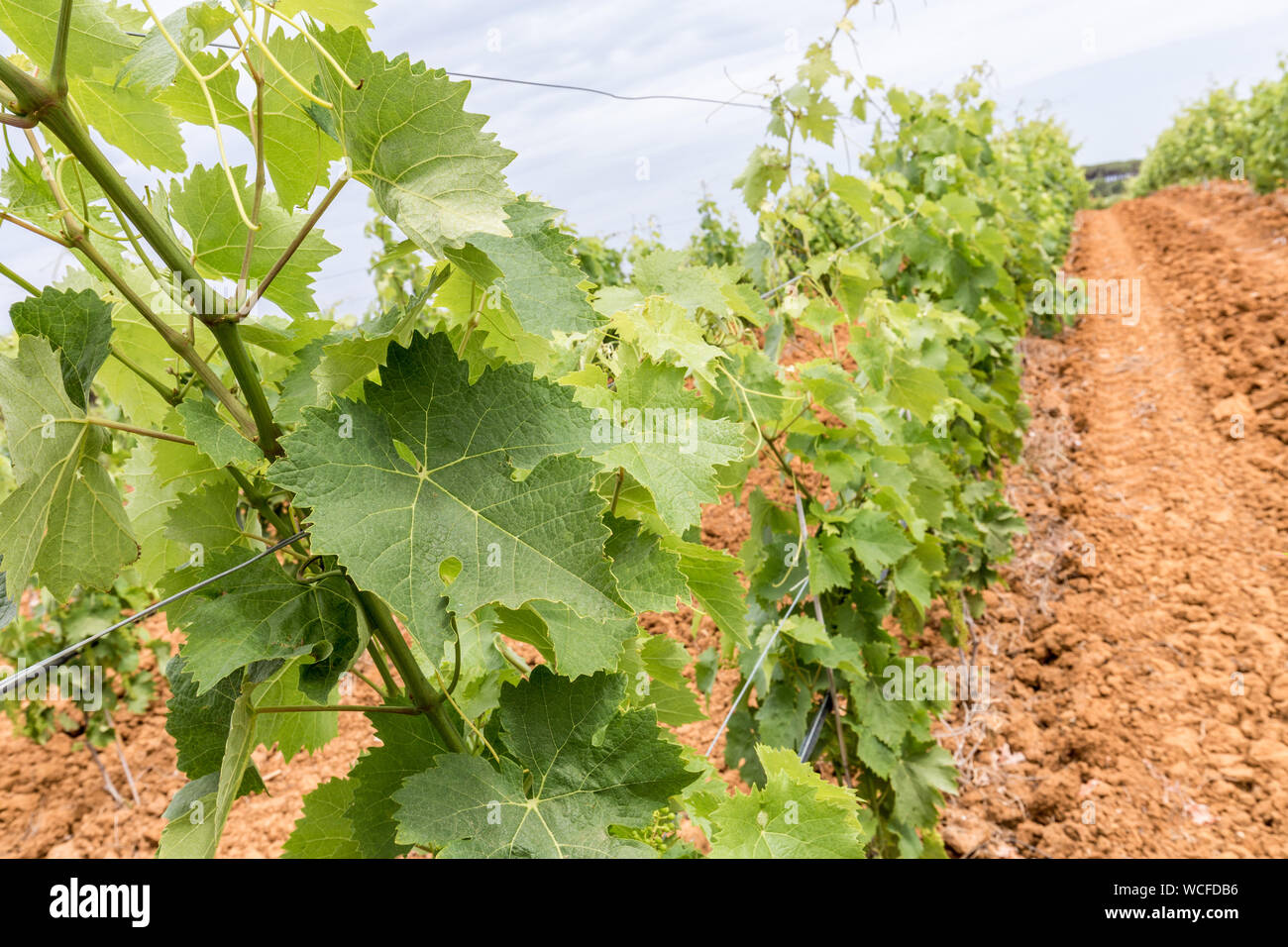 Vineyard, rows of vines. Vine cultivation Stock Photo - Alamy