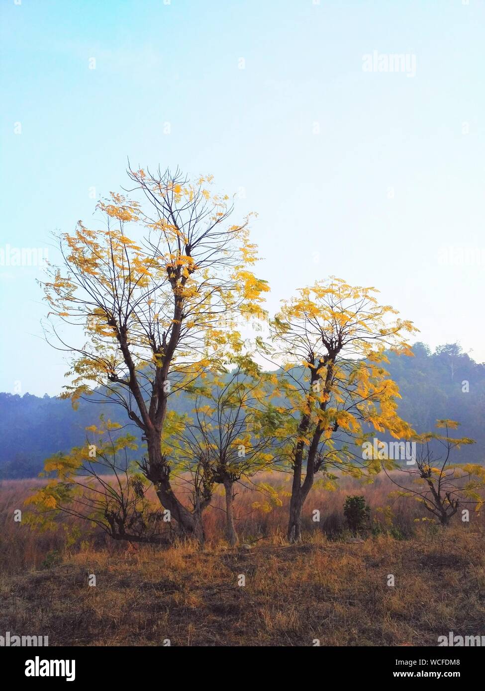 Tree india autumn hi-res stock photography and images - Alamy
