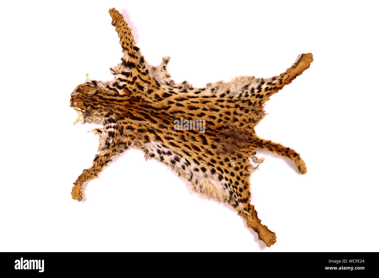 Leopard markings Cut Out Stock Images & Pictures - Alamy