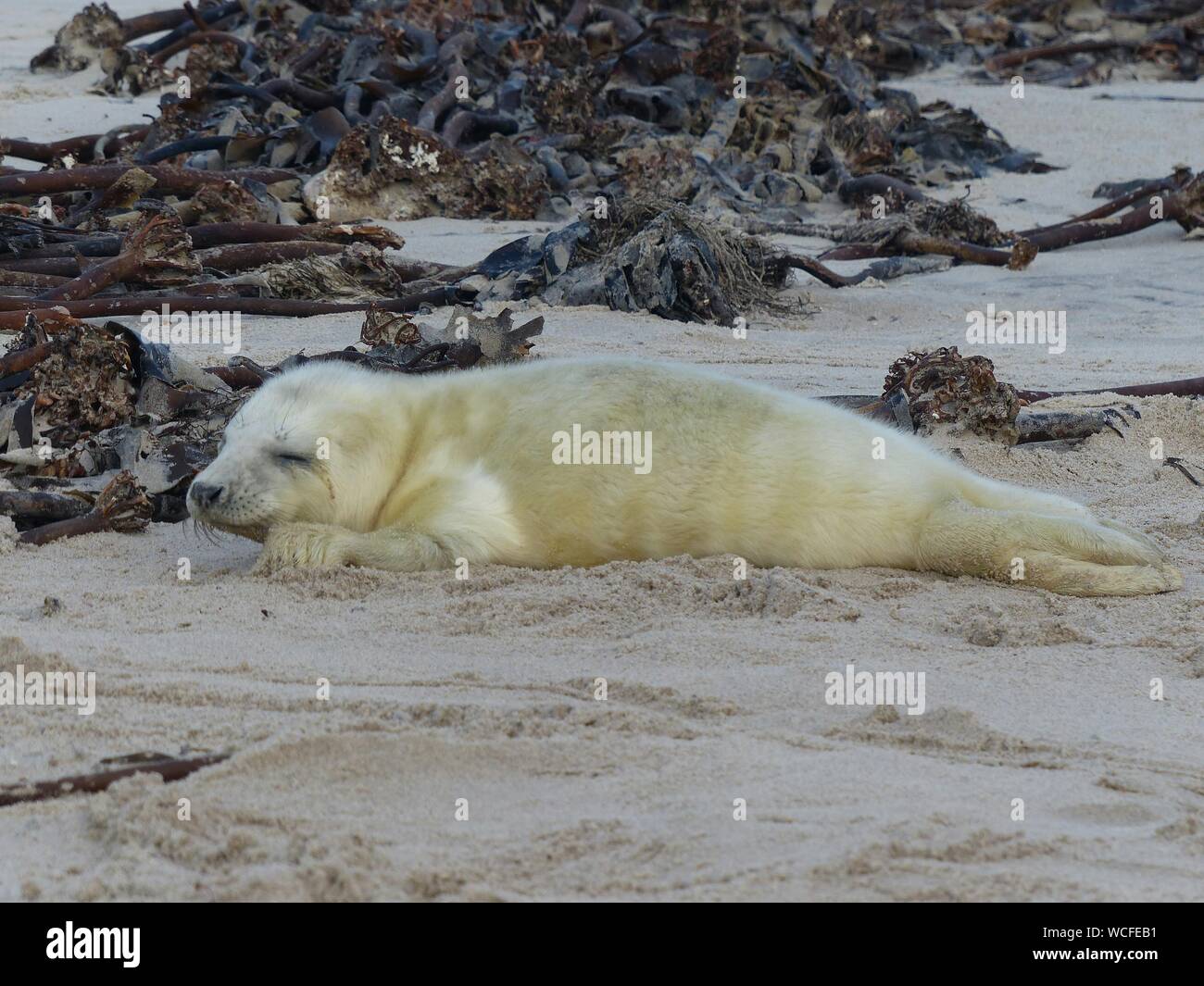 Pup sleeping hi-res stock photography and images - Alamy