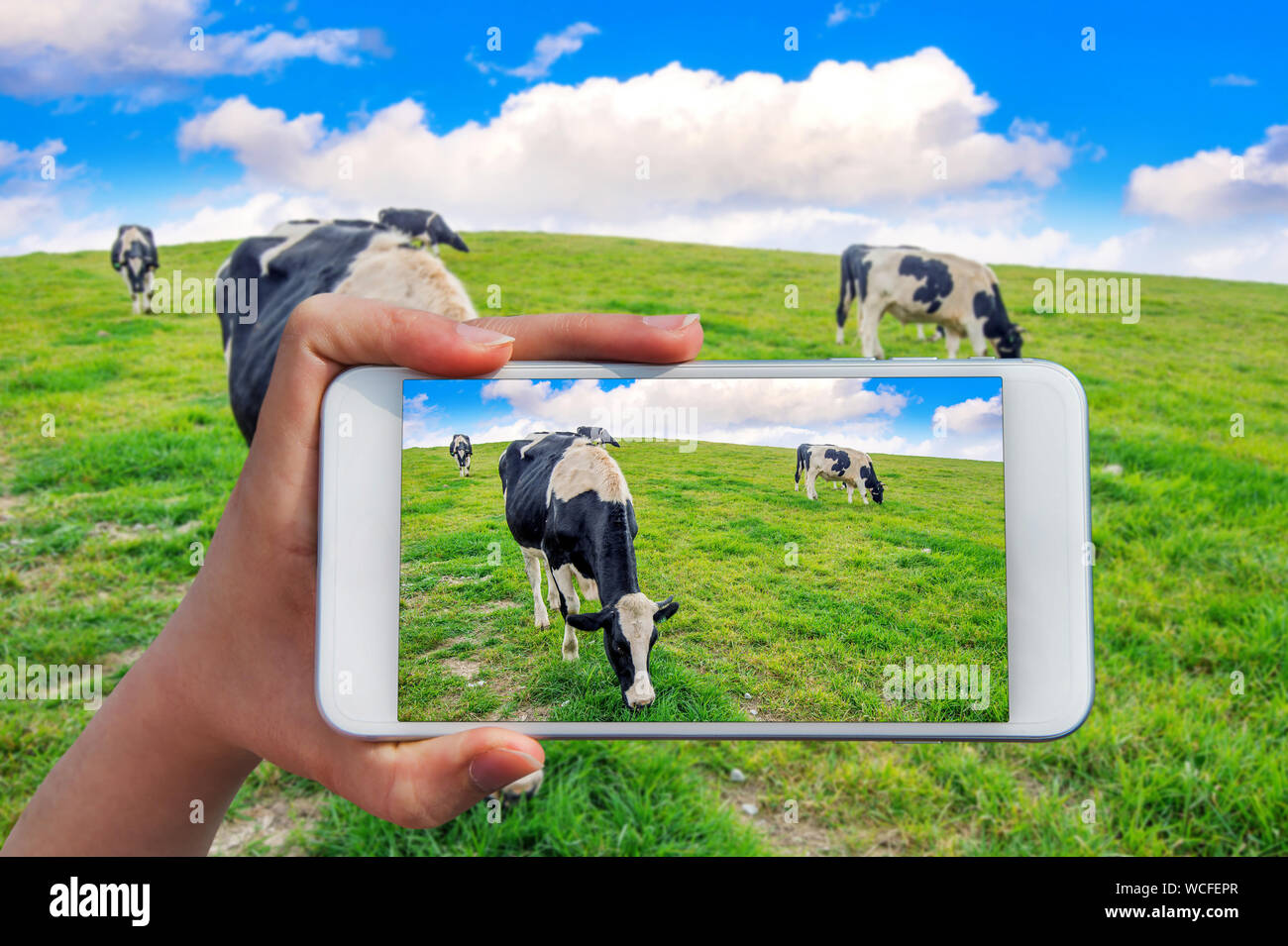 Cow green screen hi-res stock photography and images - Alamy