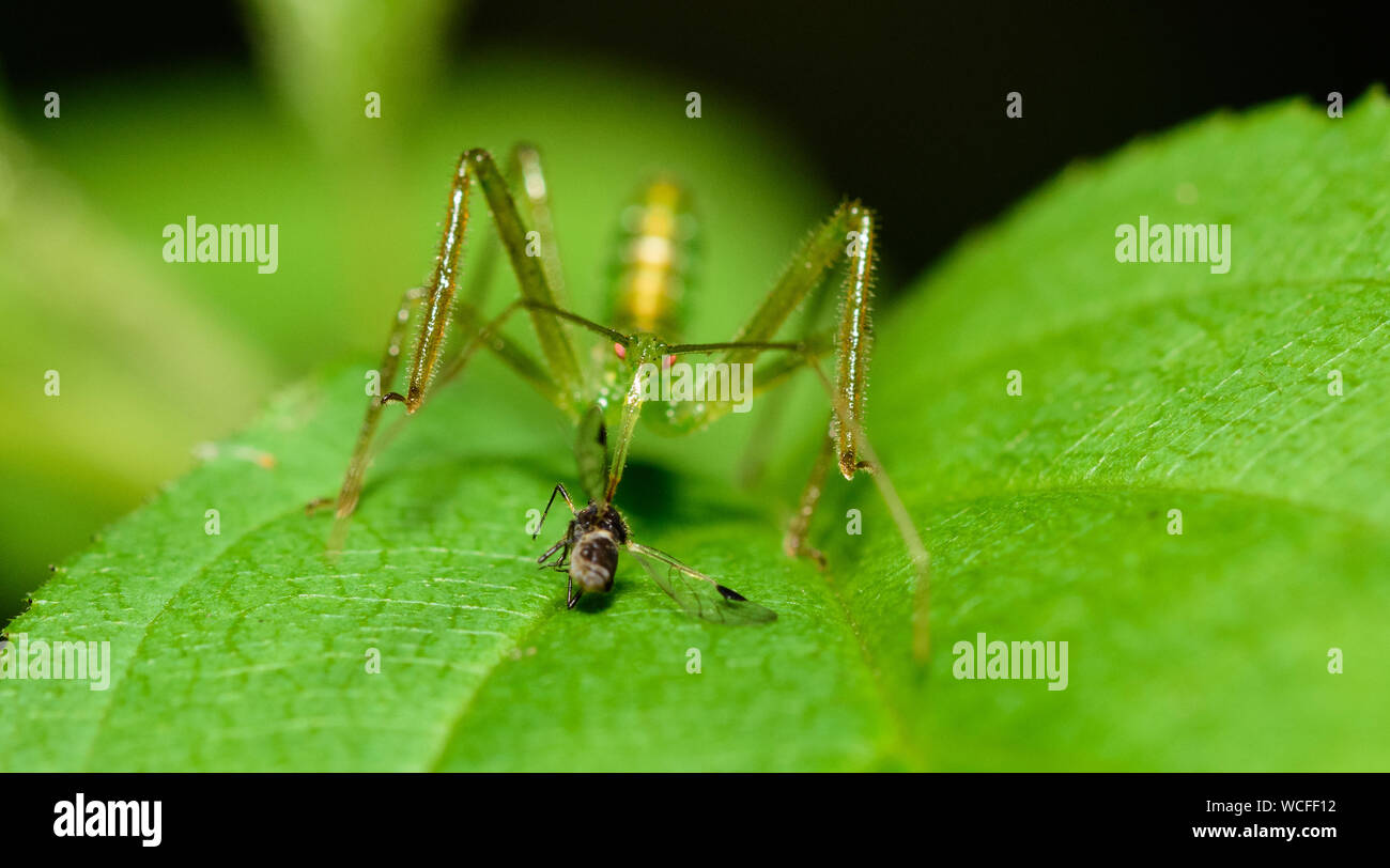 Macro insect prey insect hi-res stock photography and images - Alamy