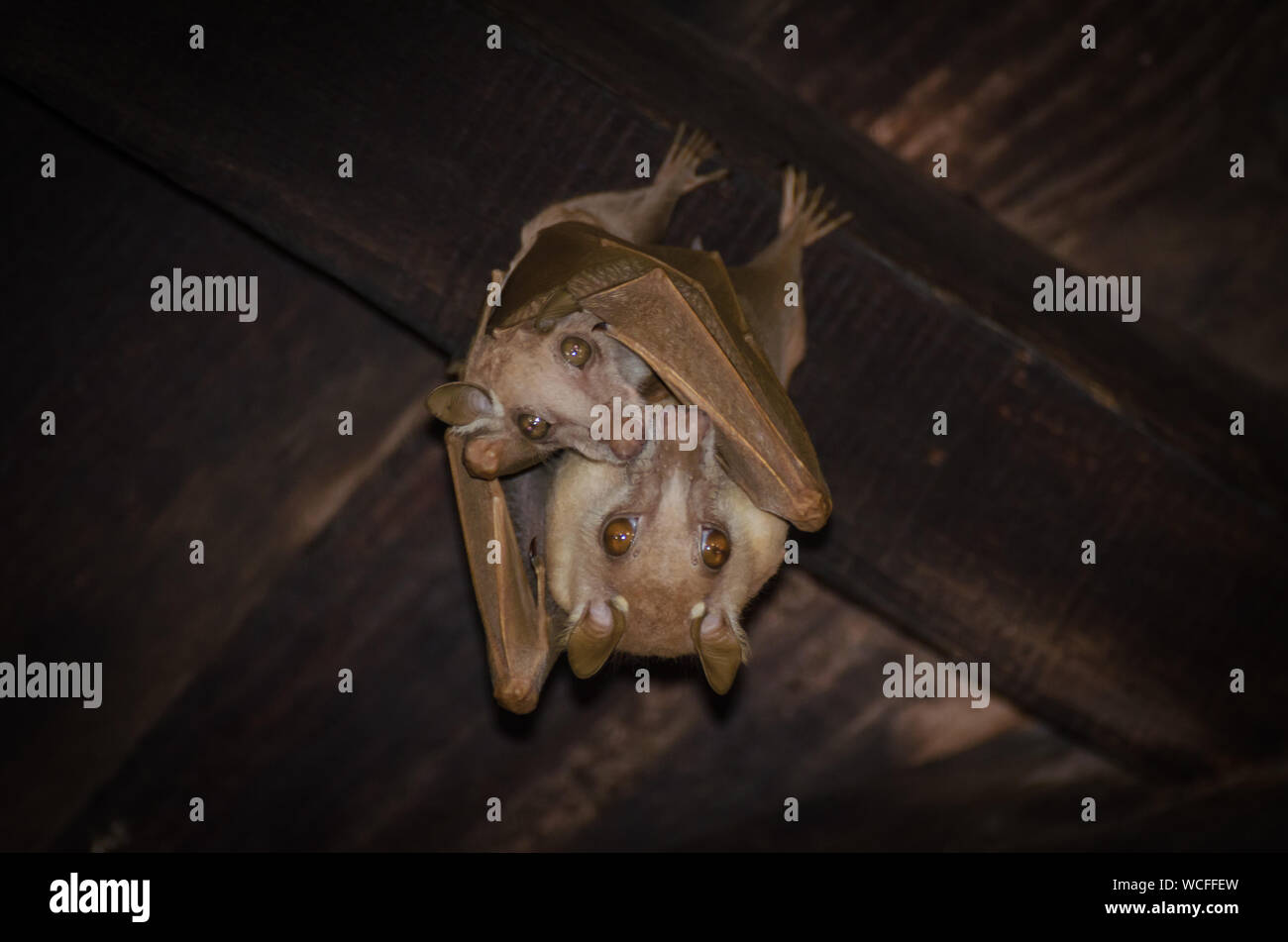 Resting bats hi-res stock photography and images - Alamy