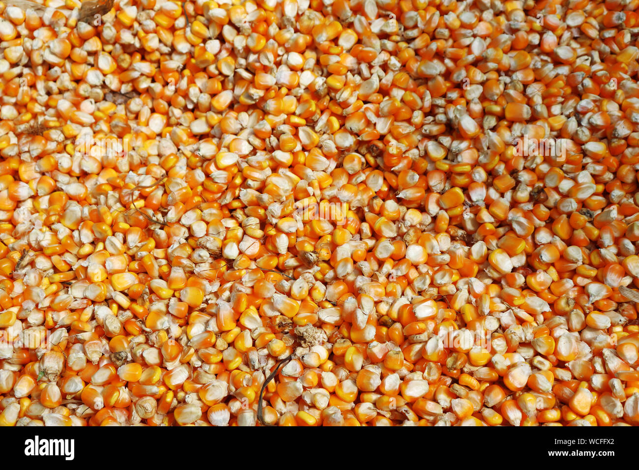 Corn texture. Yellow corns as background Stock Photo - Alamy