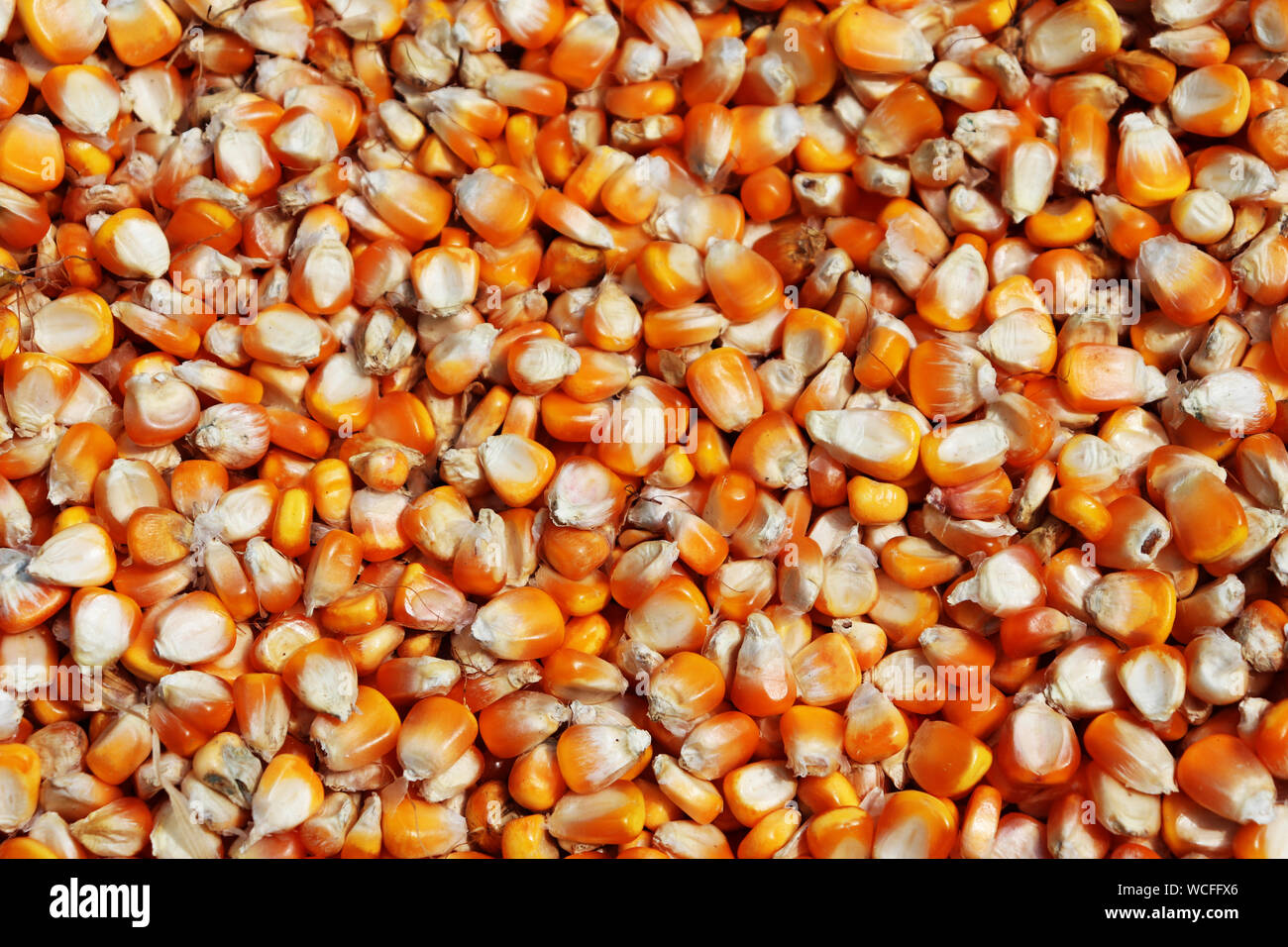 Seed Corn Grain Labeled