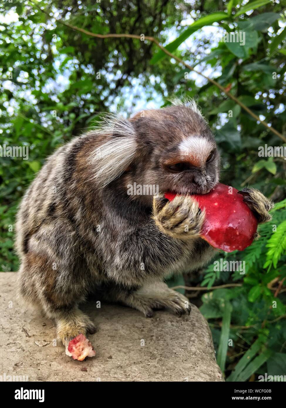 Marmoset eating fruit hi-res stock photography and images - Alamy