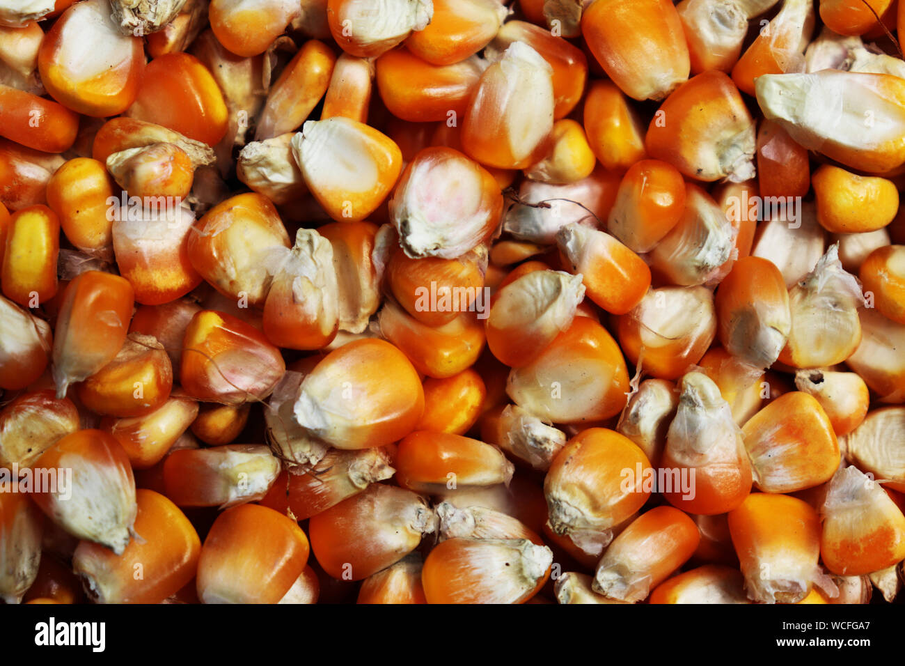 Dried Yellow Corn as an abstract background texture Stock Photo - Alamy
