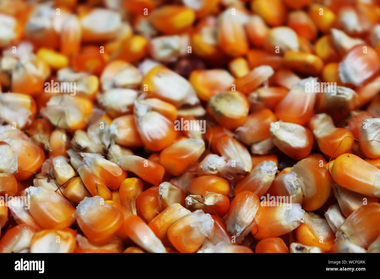 Corn background, Yellow Corn as an abstract background texture Stock ...