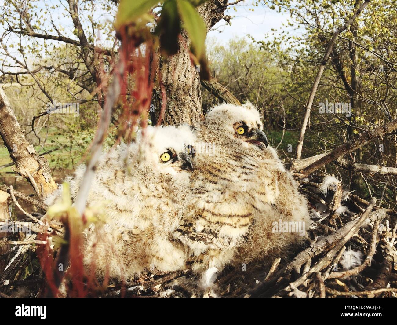 Owl chicks hi-res stock photography and images - Alamy
