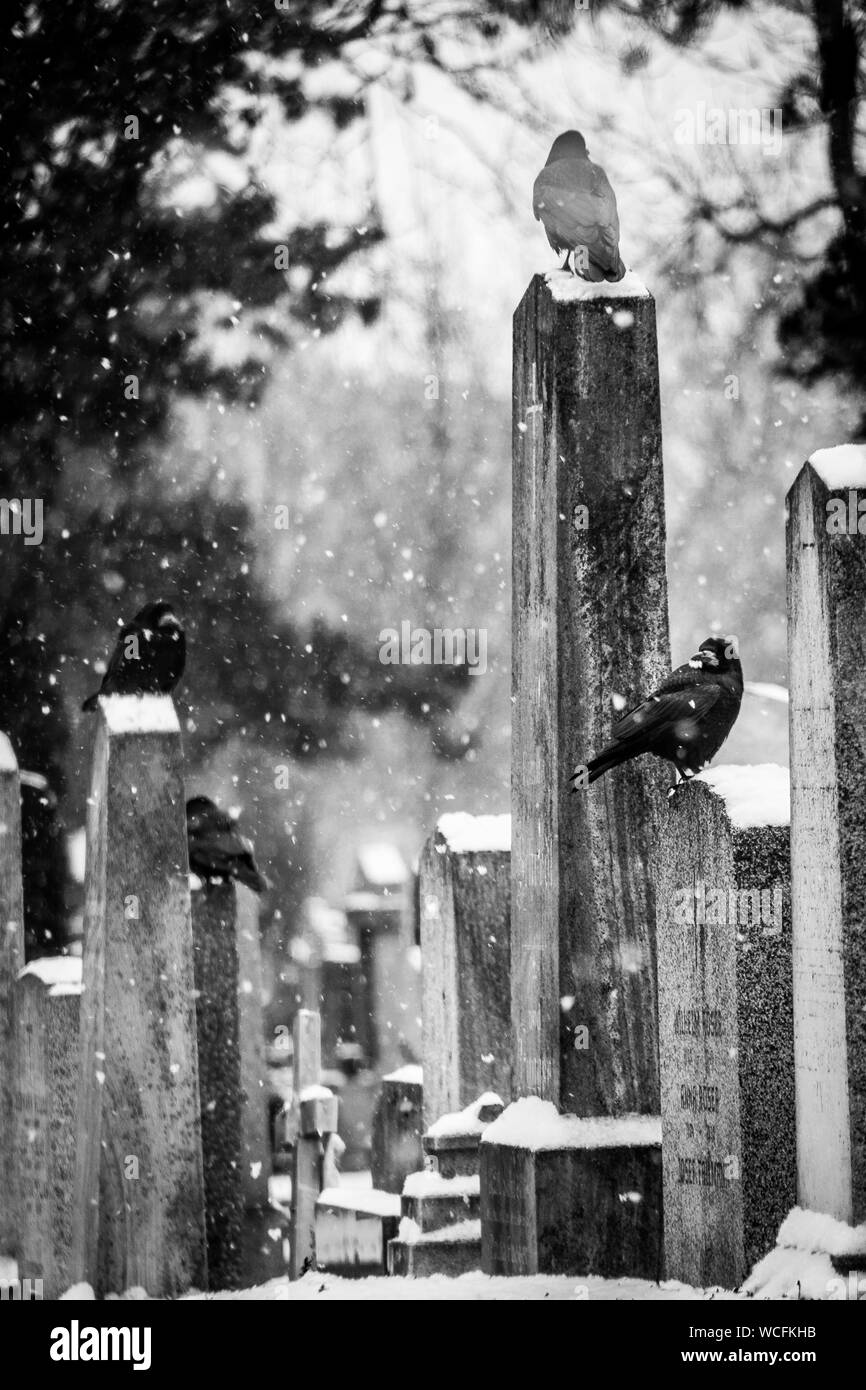 Birds in cemetery Black and White Stock Photos & Images - Alamy