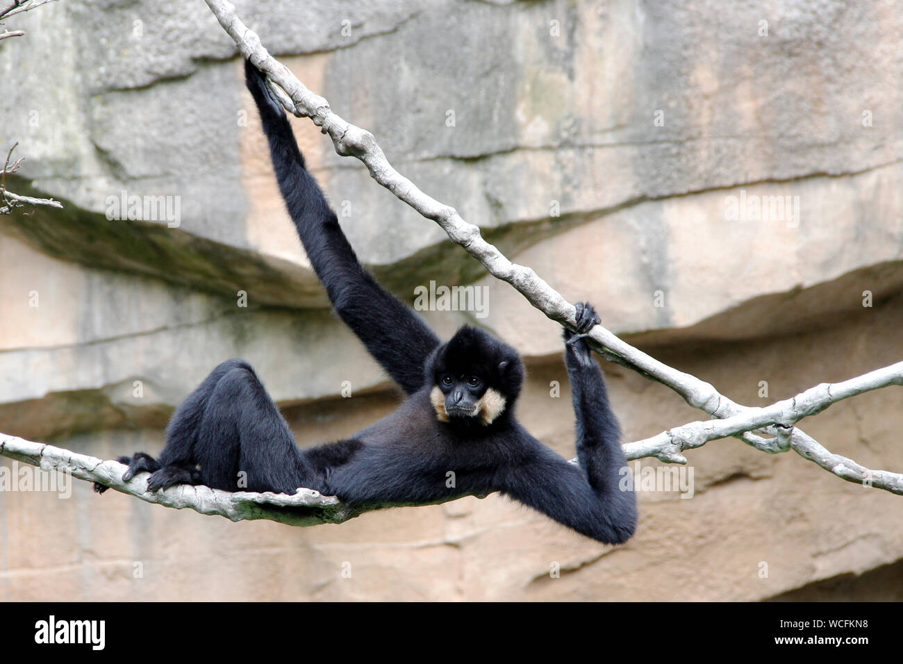 Nomascus ucogenys hi-res stock photography and images - Alamy