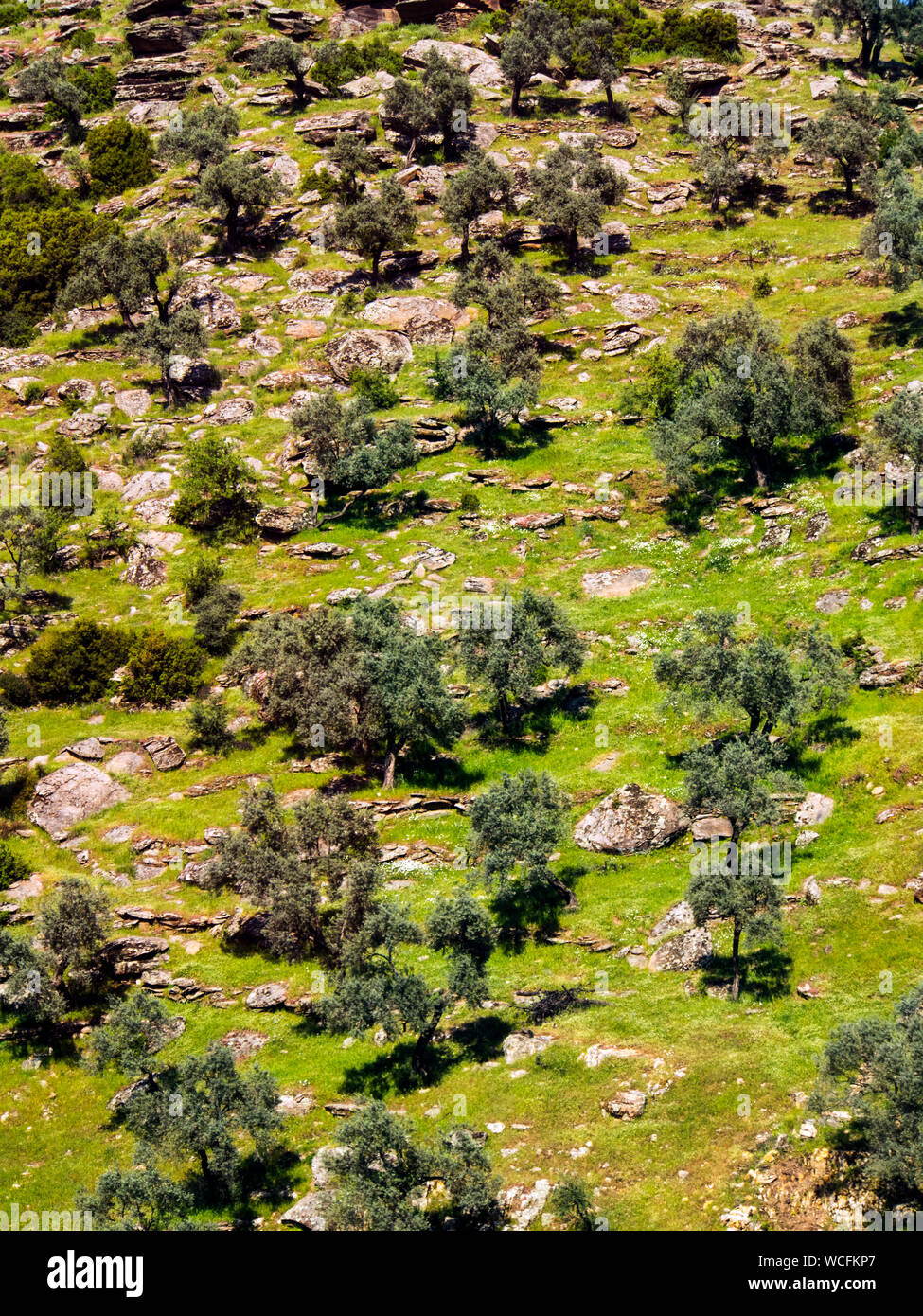 Stream greenery hi-res stock photography and images - Alamy