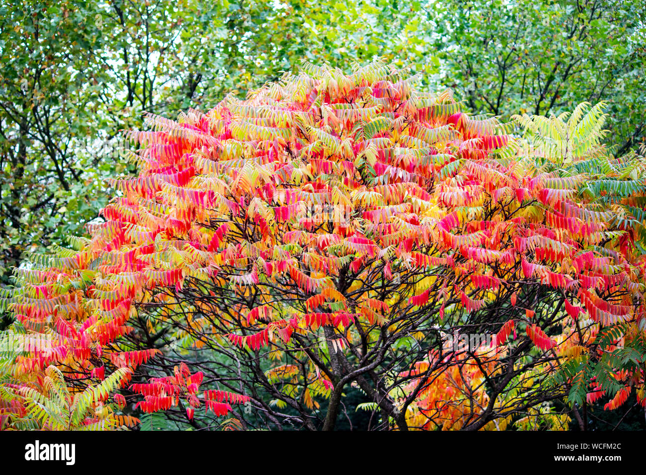 The vinegar tree or deer-piston sumach is a species of plant in the ...