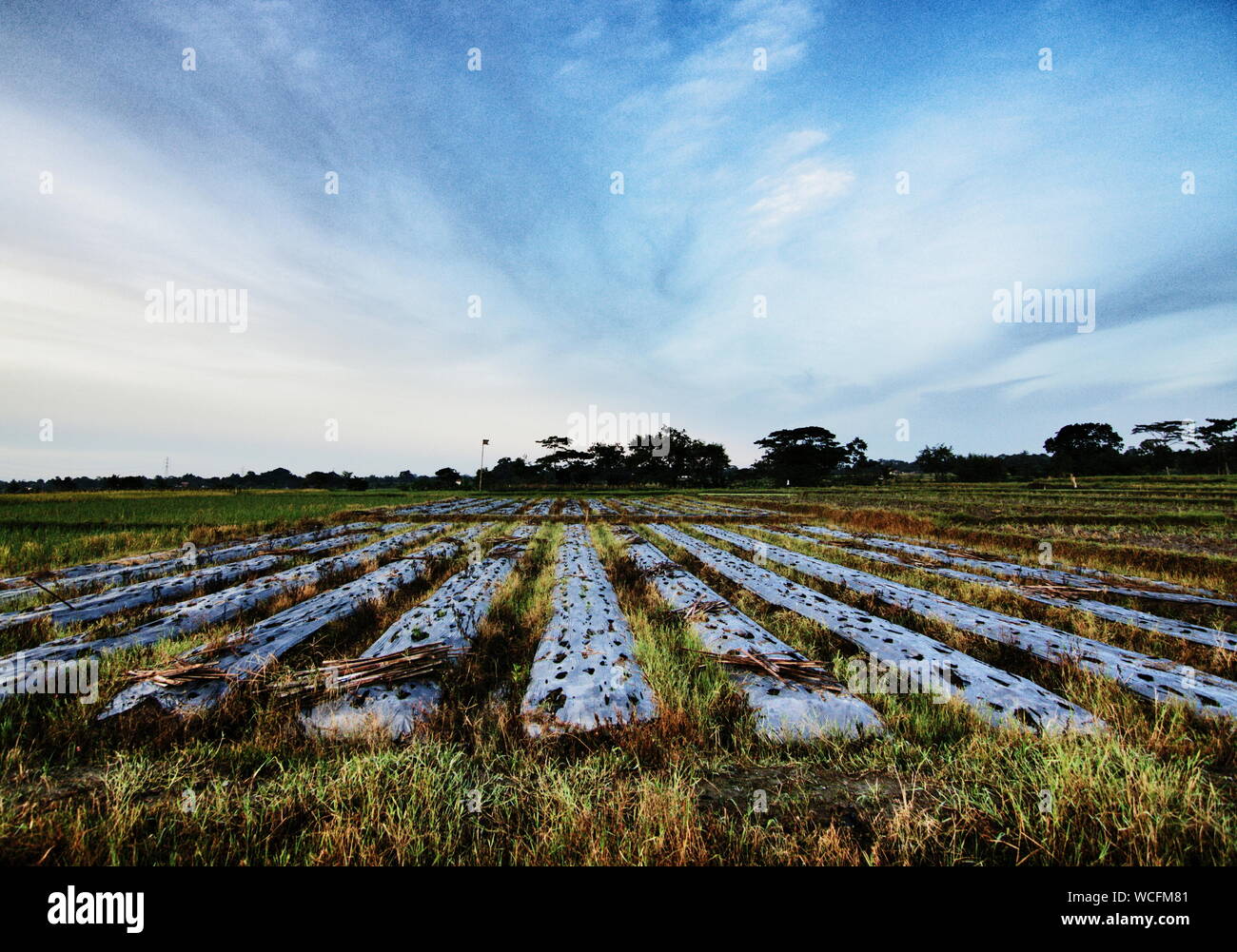 Plastic sheets on field hi-res stock photography and images - Alamy