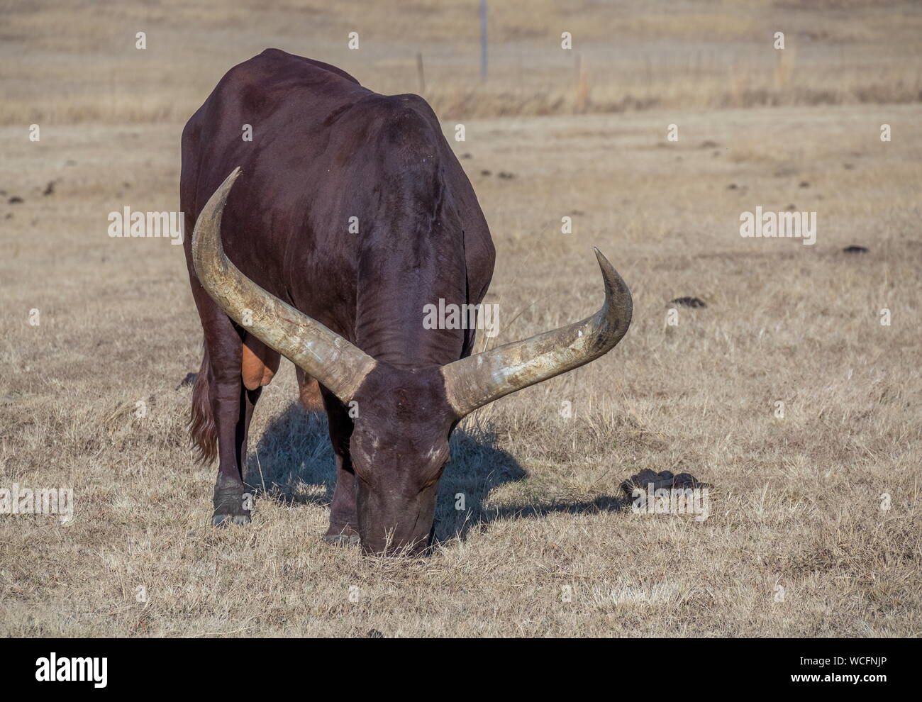 African long horned ankole cattle hi-res stock photography and images ...