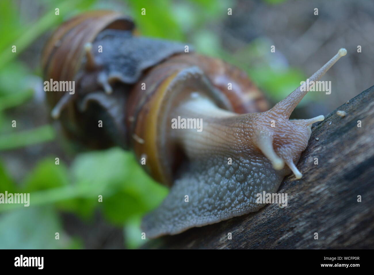 Snails Mating High Resolution Stock Photography and Images - Alamy