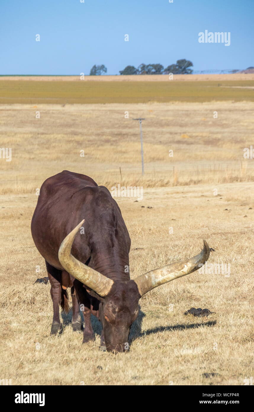 African long horned ankole cattle hi-res stock photography and images ...