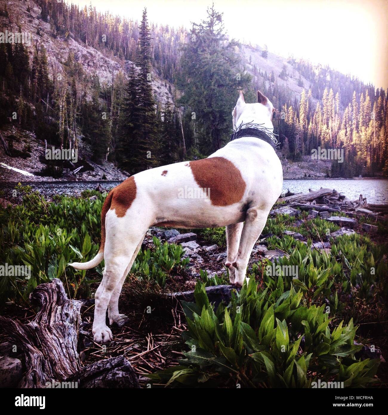 Bulldog mountain hi-res stock photography and images - Alamy