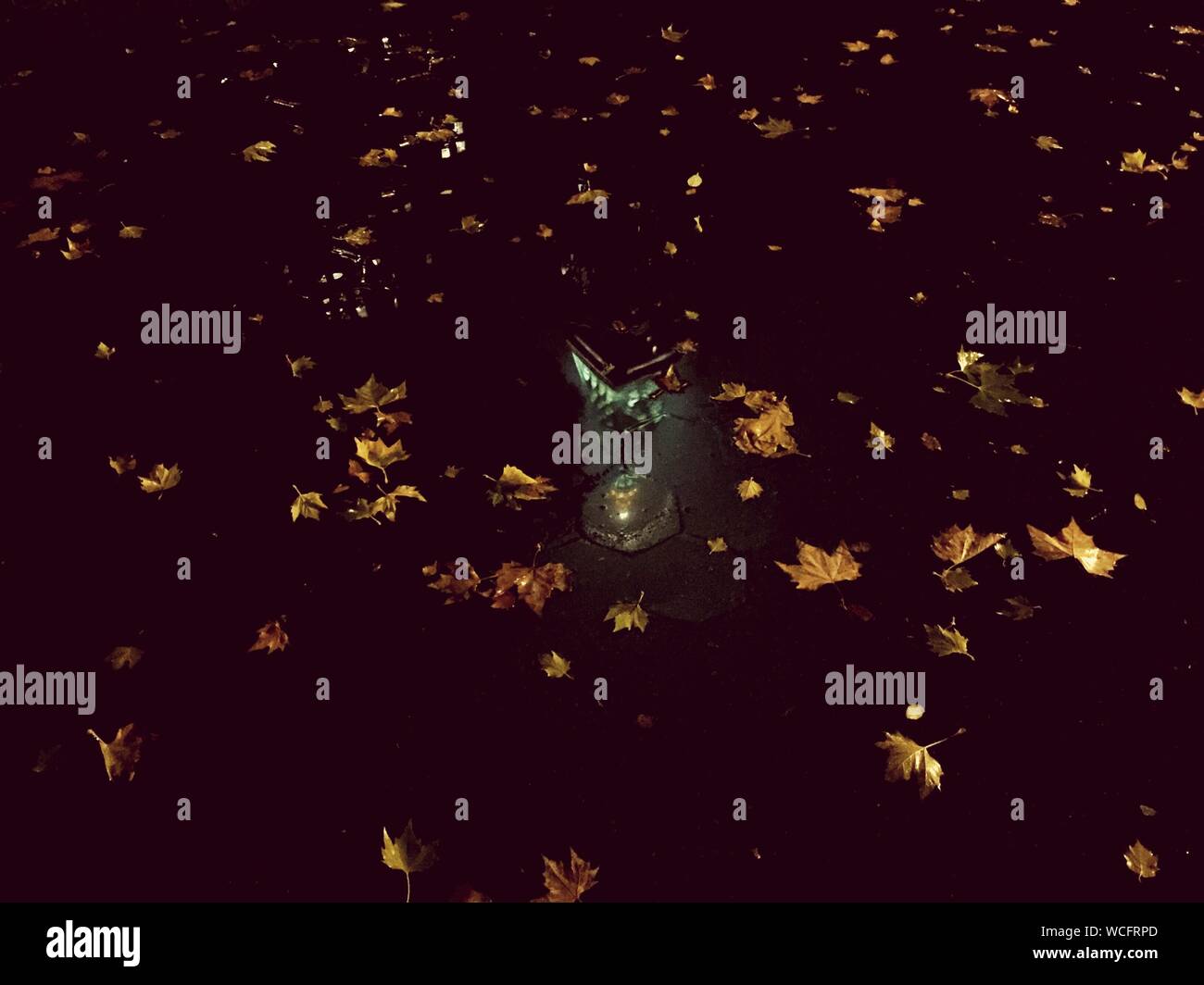 Square leaves hi-res stock photography and images - Alamy