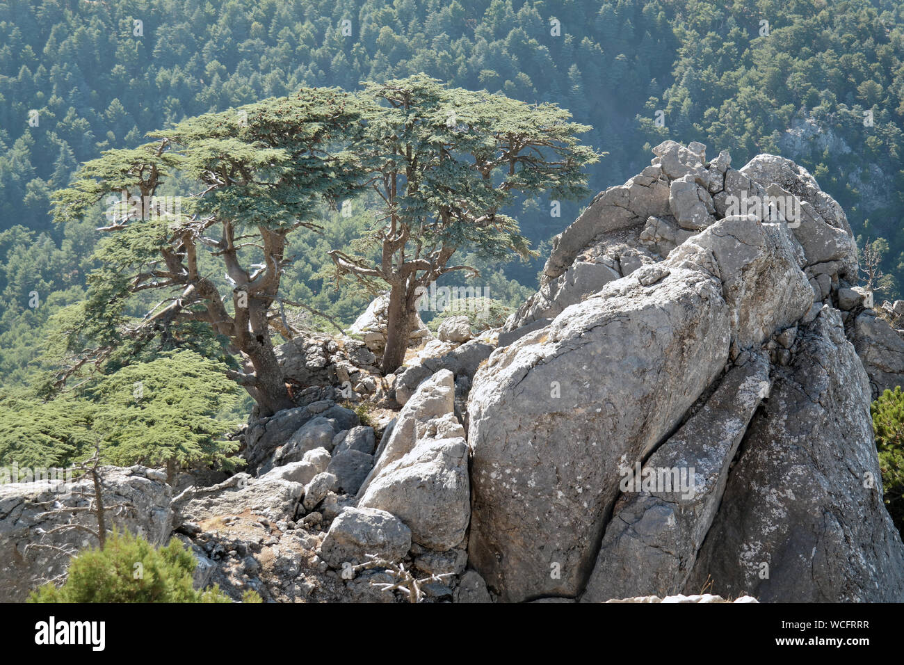 Cedar forest on mountains hi-res stock photography and images - Alamy