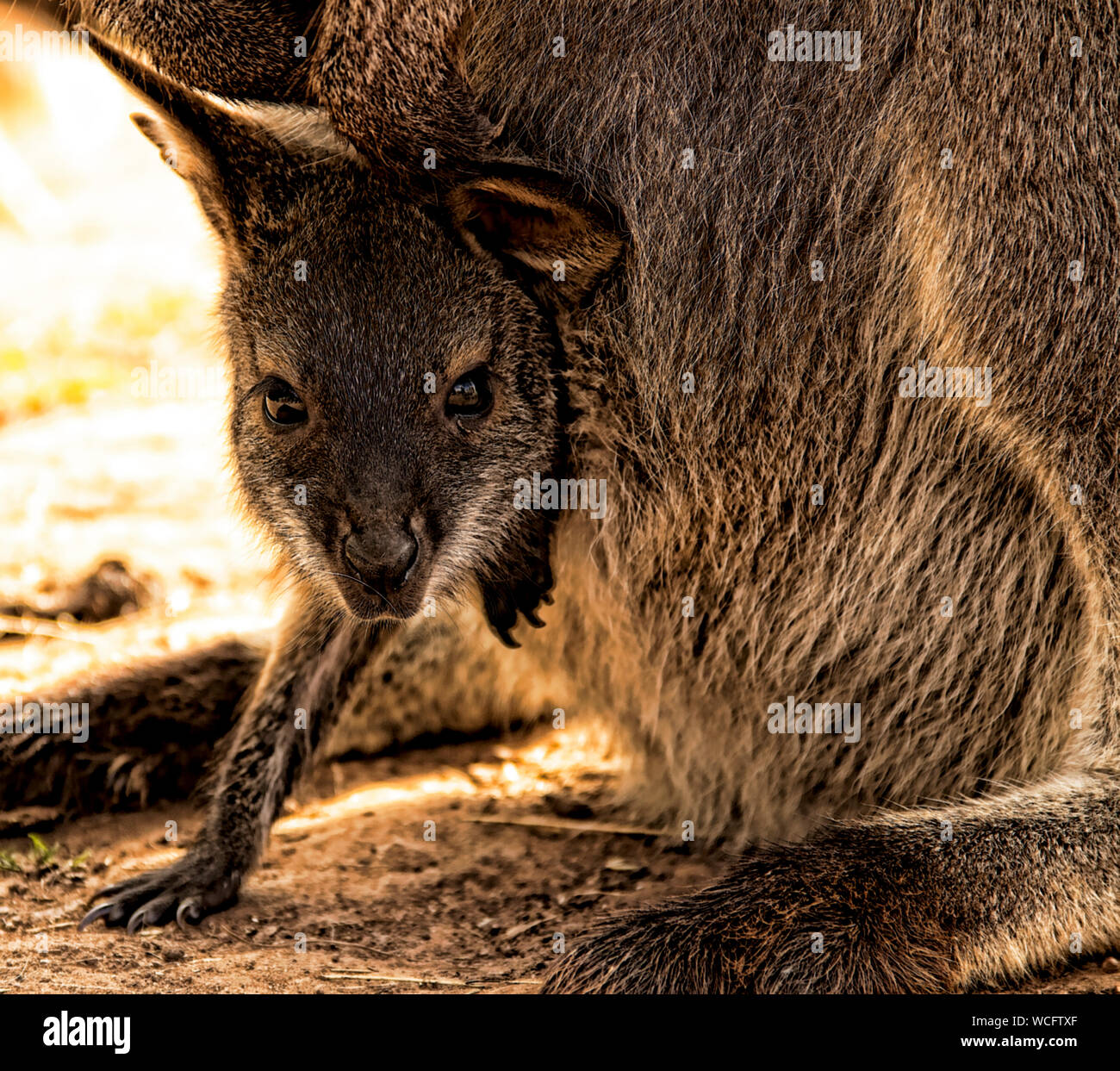 Wallaby with pouch hi-res stock photography and images - Alamy