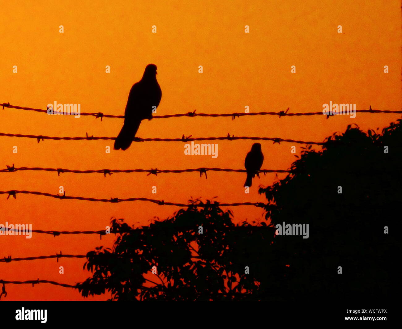 Silhouette bird barbed wire hi-res stock photography and images - Alamy