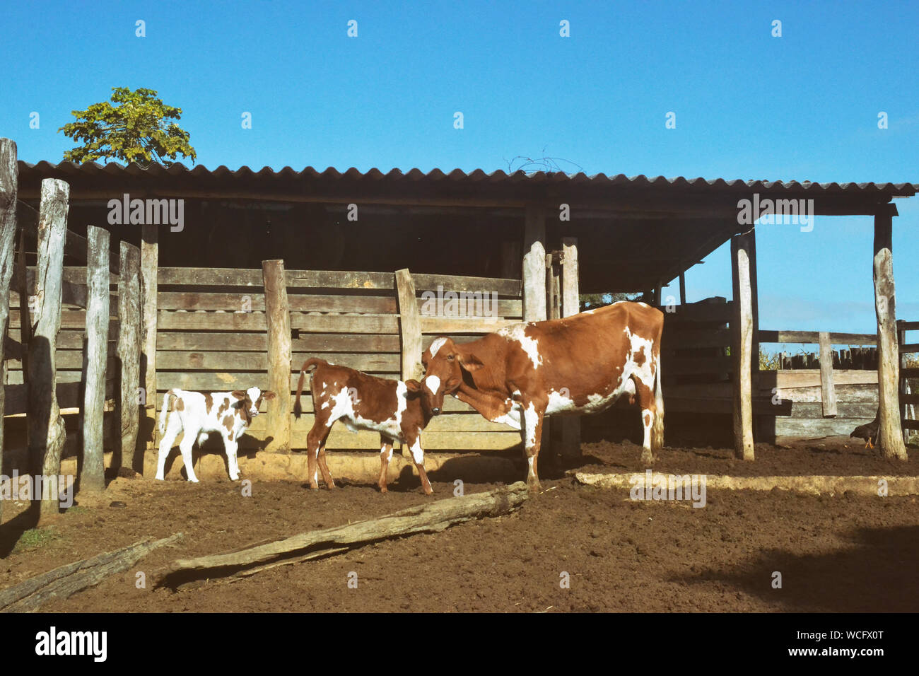 Cow and calves hi-res stock photography and images - Alamy
