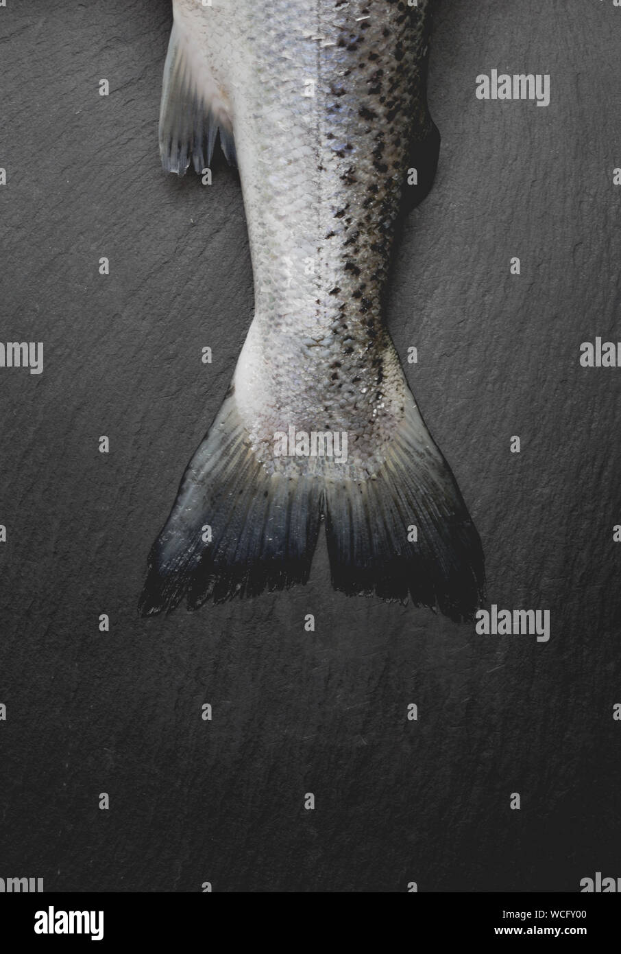 Tail of a fish hi-res stock photography and images - Alamy