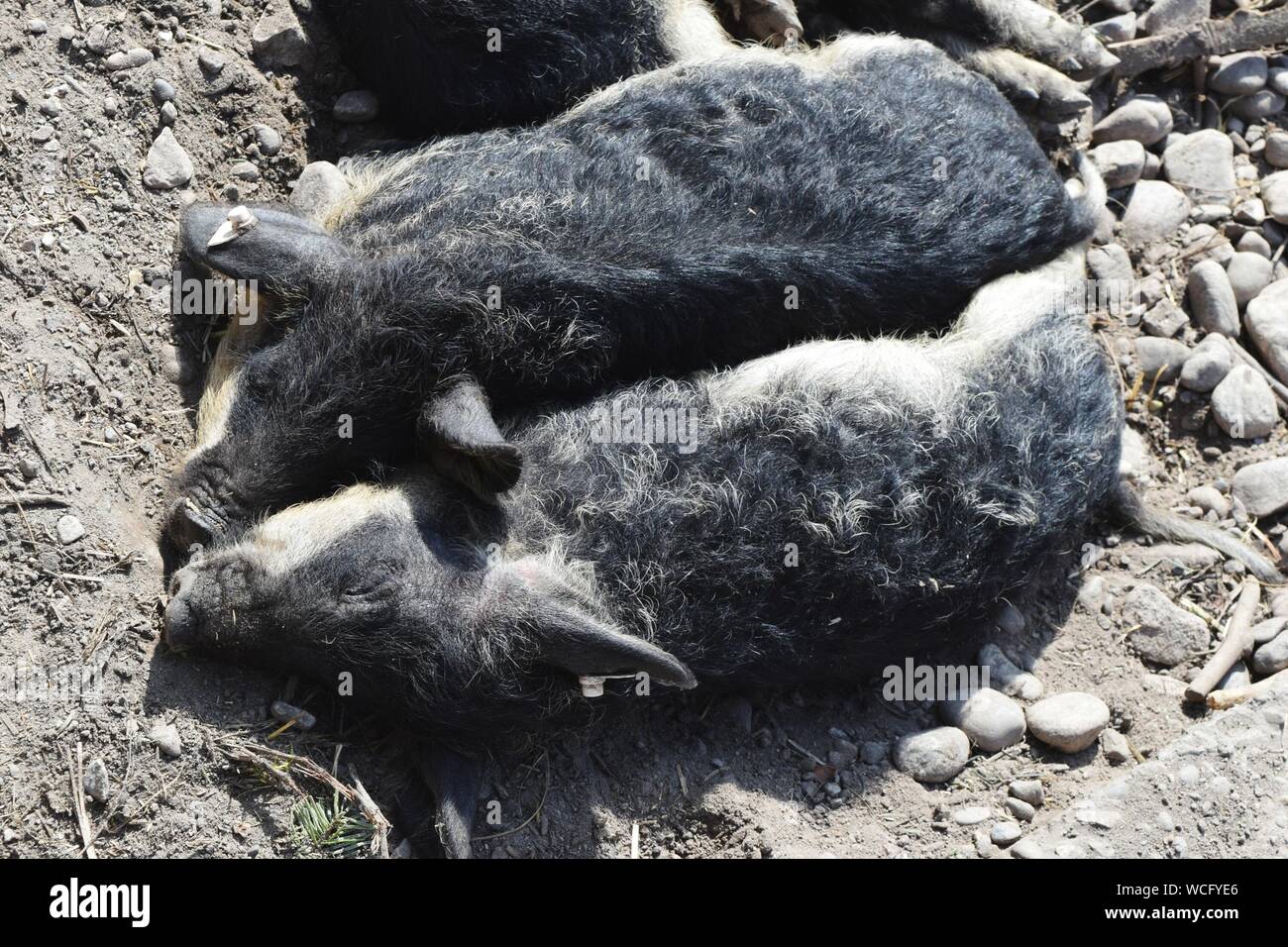 Sheep sleeping hi-res stock photography and images - Alamy