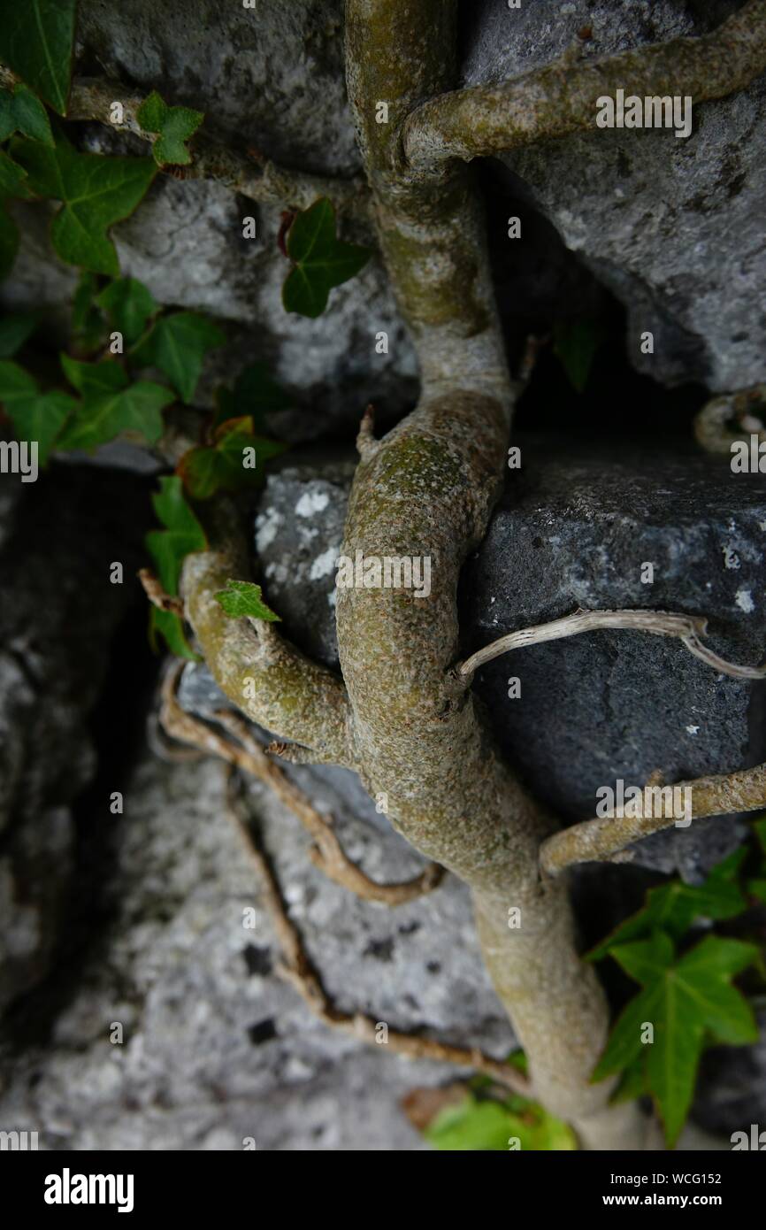 Tree roots rock hi-res stock photography and images - Alamy