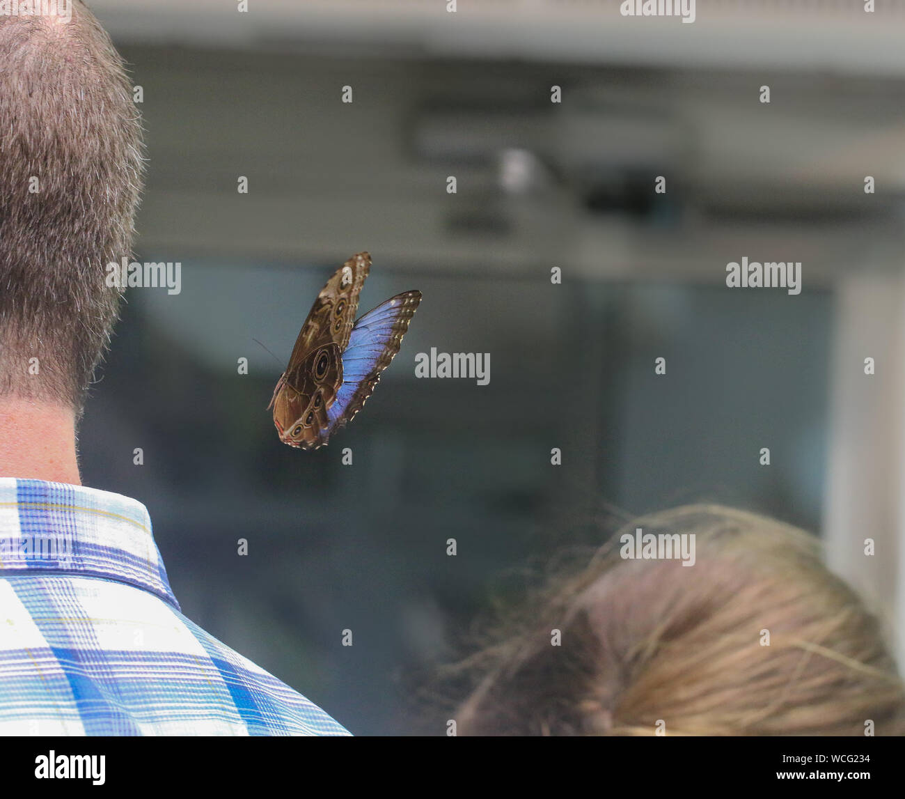 Flying mid air butterfly hi-res stock photography and images - Alamy