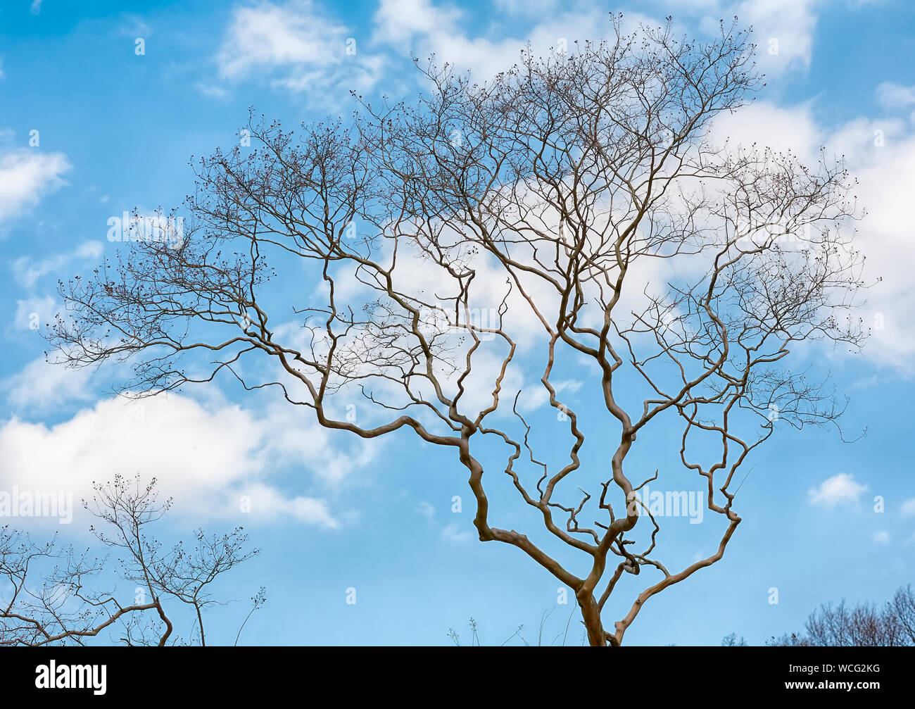 Old tree brunches hi-res stock photography and images - Alamy