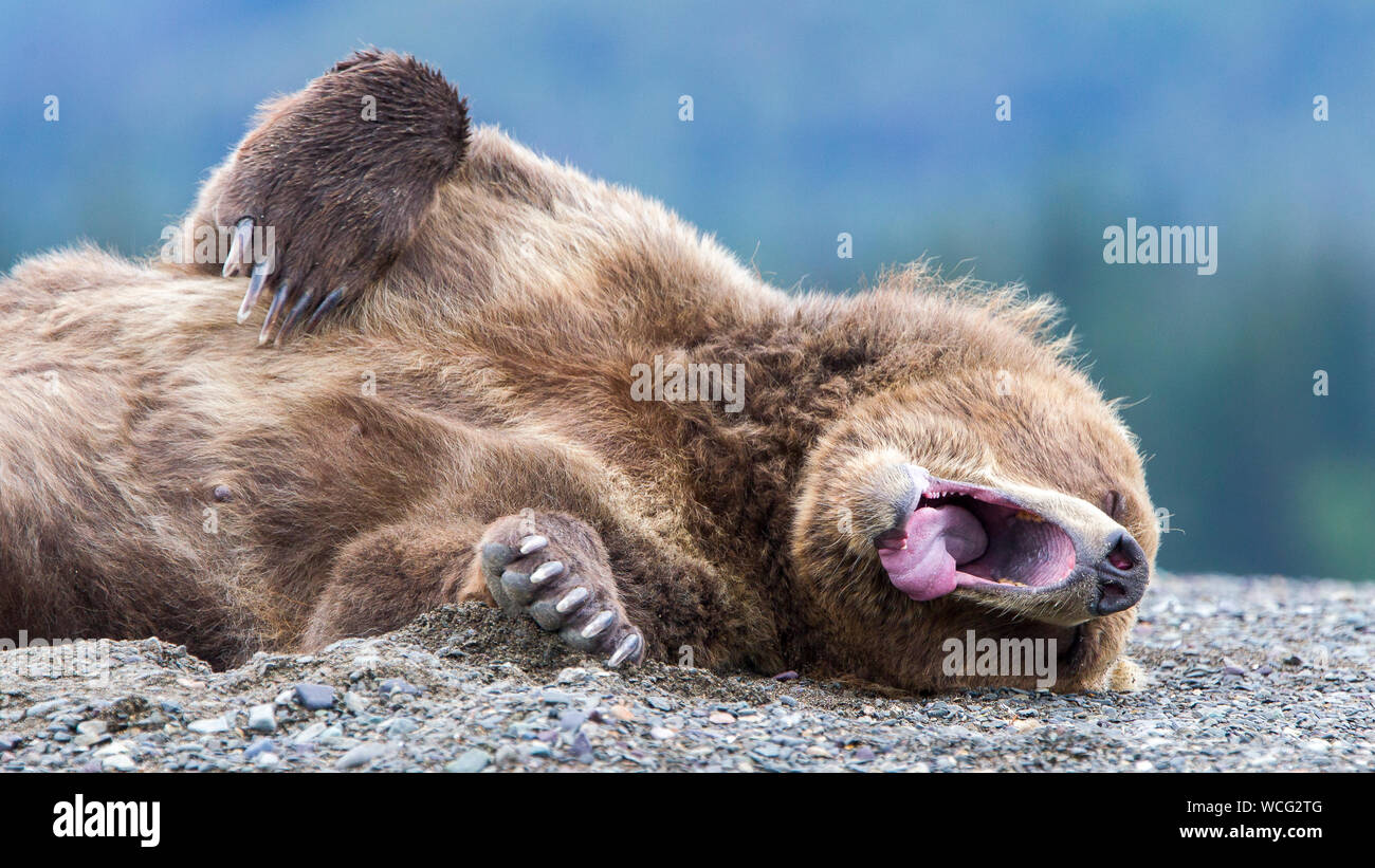 Yawning bear hi-res stock photography and images - Alamy