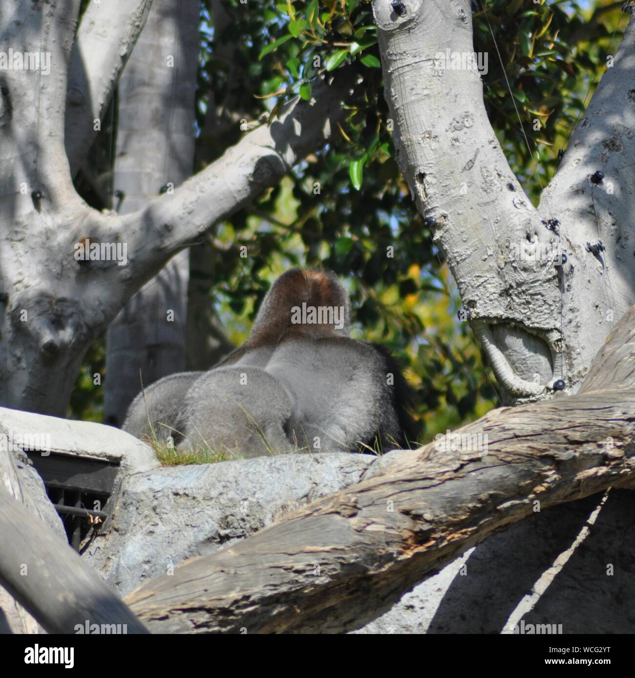 Gorilla rear view hi-res stock photography and images - Alamy