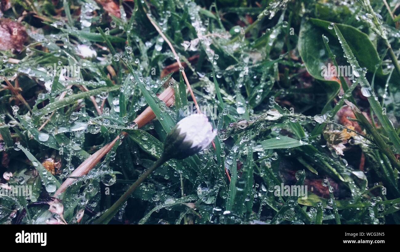 Wet season plants hi-res stock photography and images - Alamy