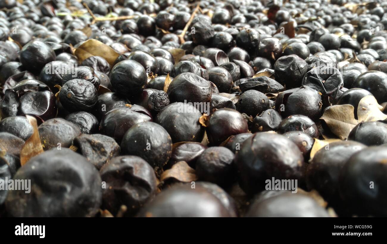 Rotting Fruits High Resolution Stock Photography and Images - Alamy