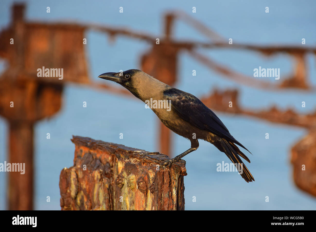 Hooded Crow, Hoodie, Alleppey Beach, Kerala, India Stock Photo - Alamy