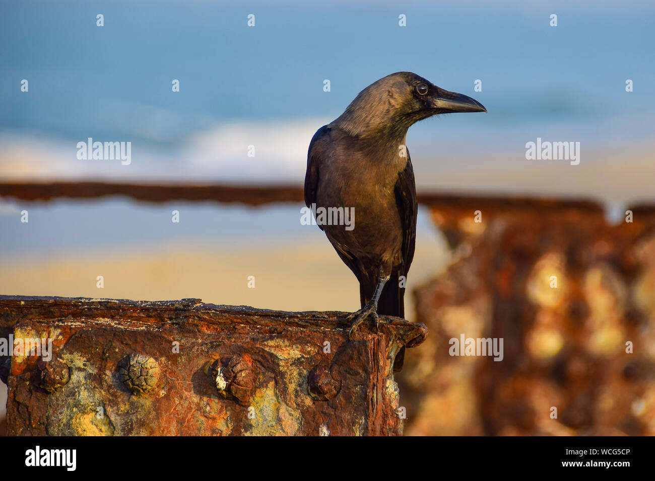 Hooded Crow, Hoodie, Alleppey Beach, Kerala, India Stock Photo - Alamy
