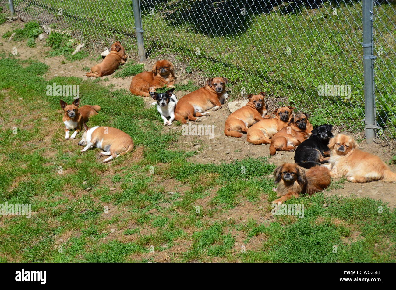 Lazy around hi-res stock photography and images - Alamy