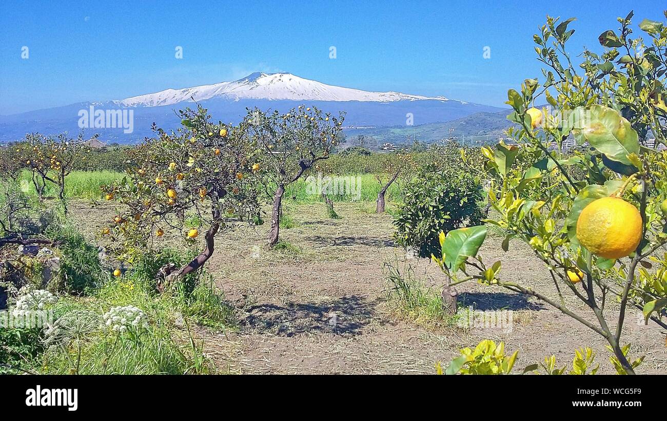 Lemon trees and blue sky hi-res stock photography and images - Alamy