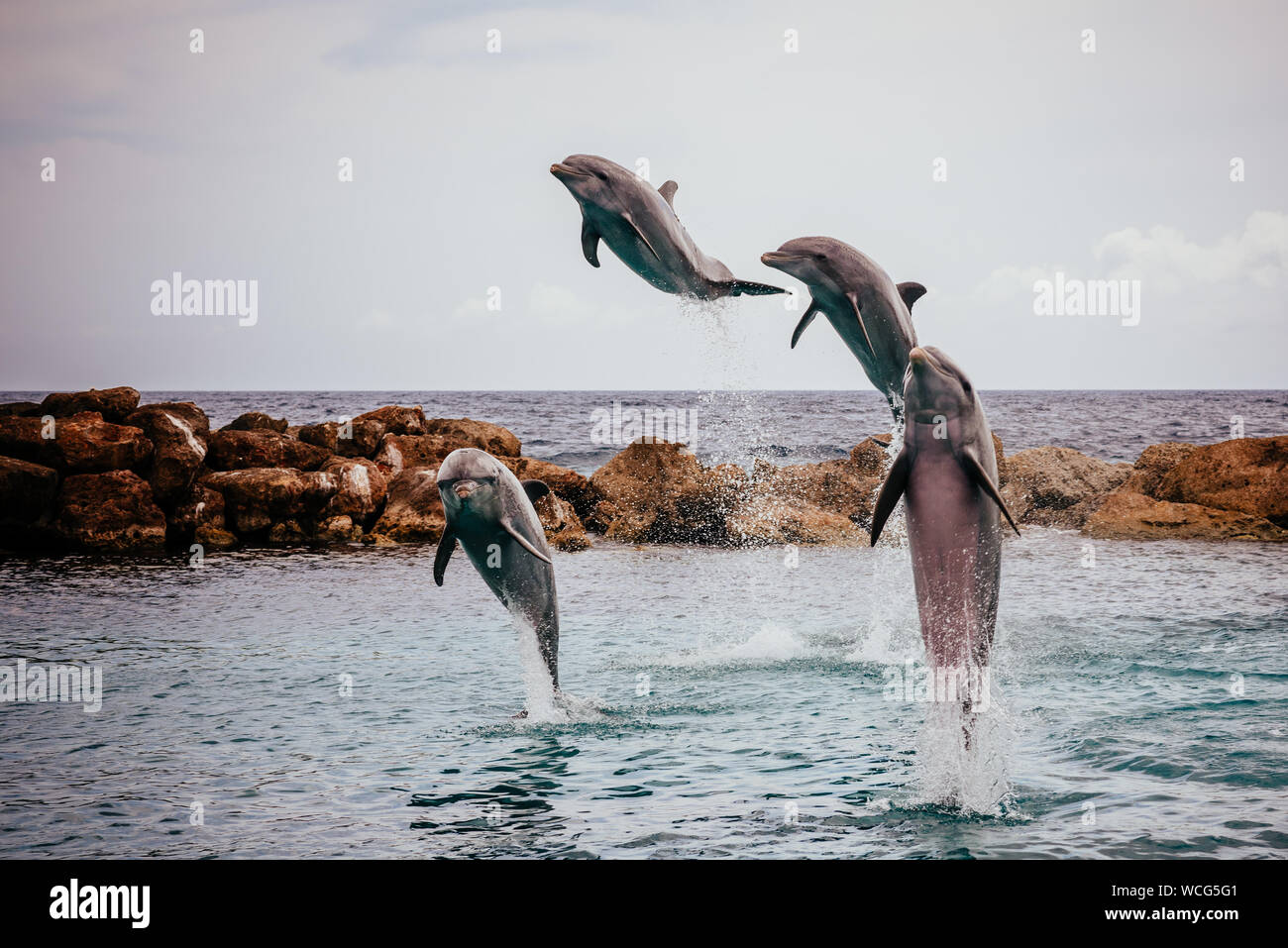 Dolphin jumping out of sea hi-res stock photography and images - Alamy
