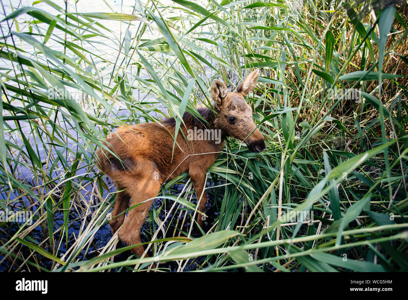 Baby elk hi-res stock photography and images - Alamy