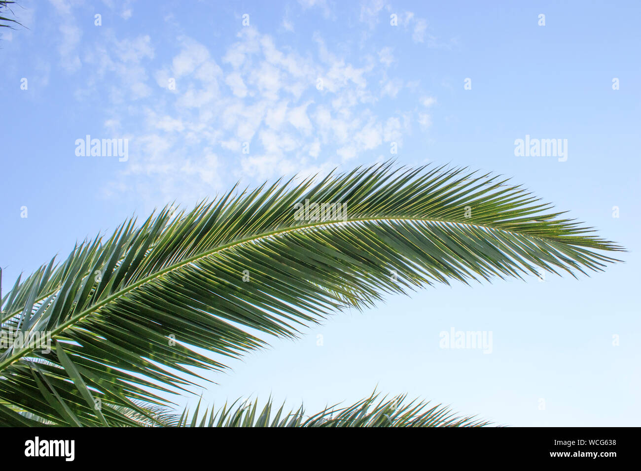 palm tree nature background blue sky Stock Photo - Alamy