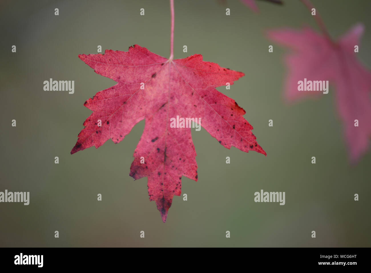 Pink maple hi-res stock photography and images - Alamy