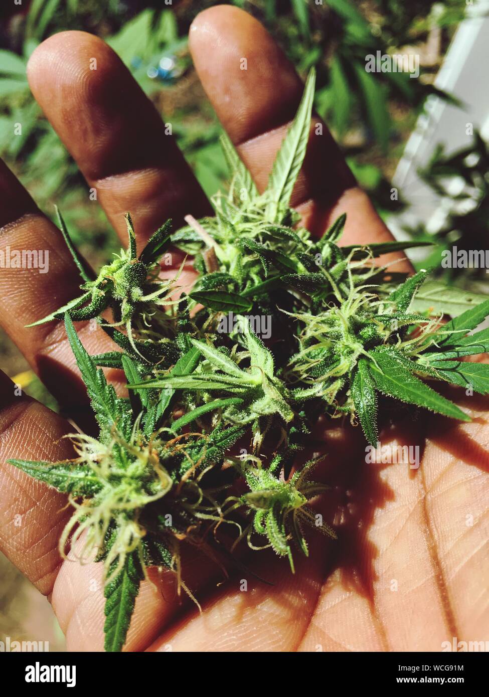 Hand holding marijuana leaf hi-res stock photography and images - Alamy