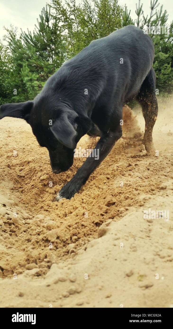 Dog Digging In Sand High Resolution Stock Photography and Images - Alamy