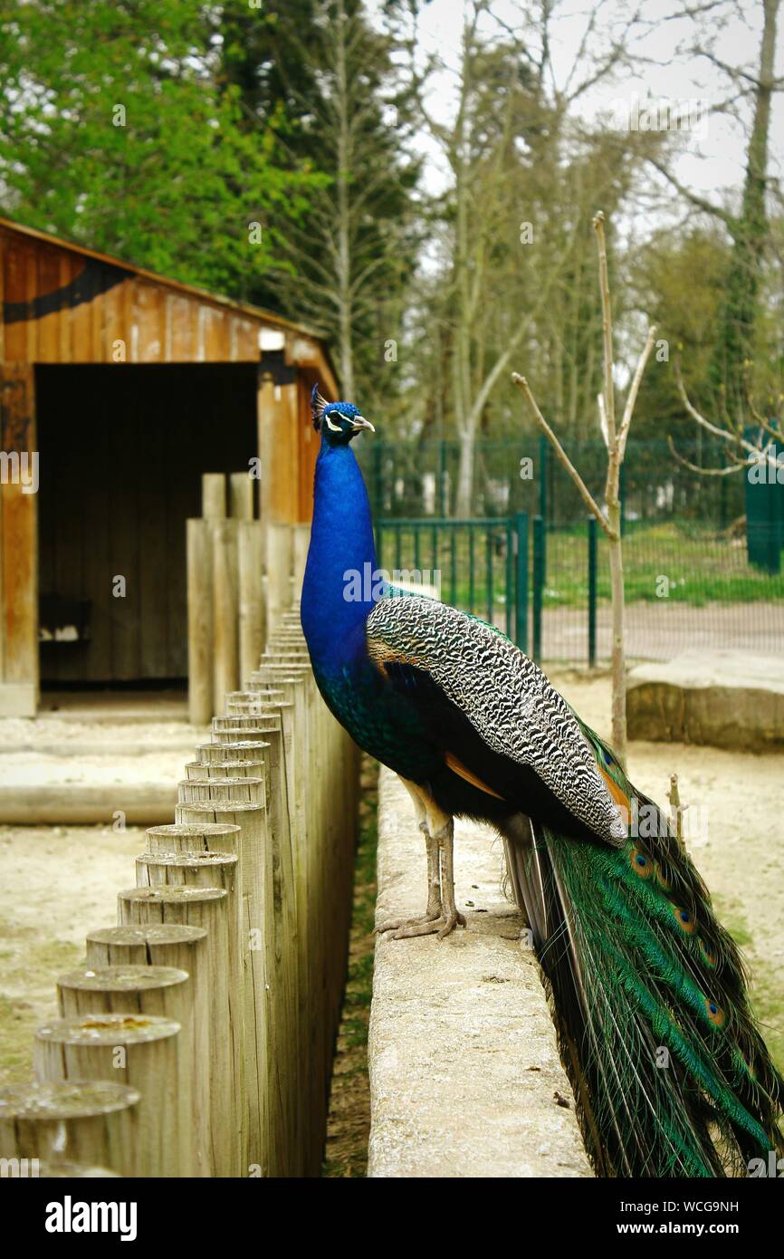 A view of a male peacock head hi-res stock photography and images - Alamy