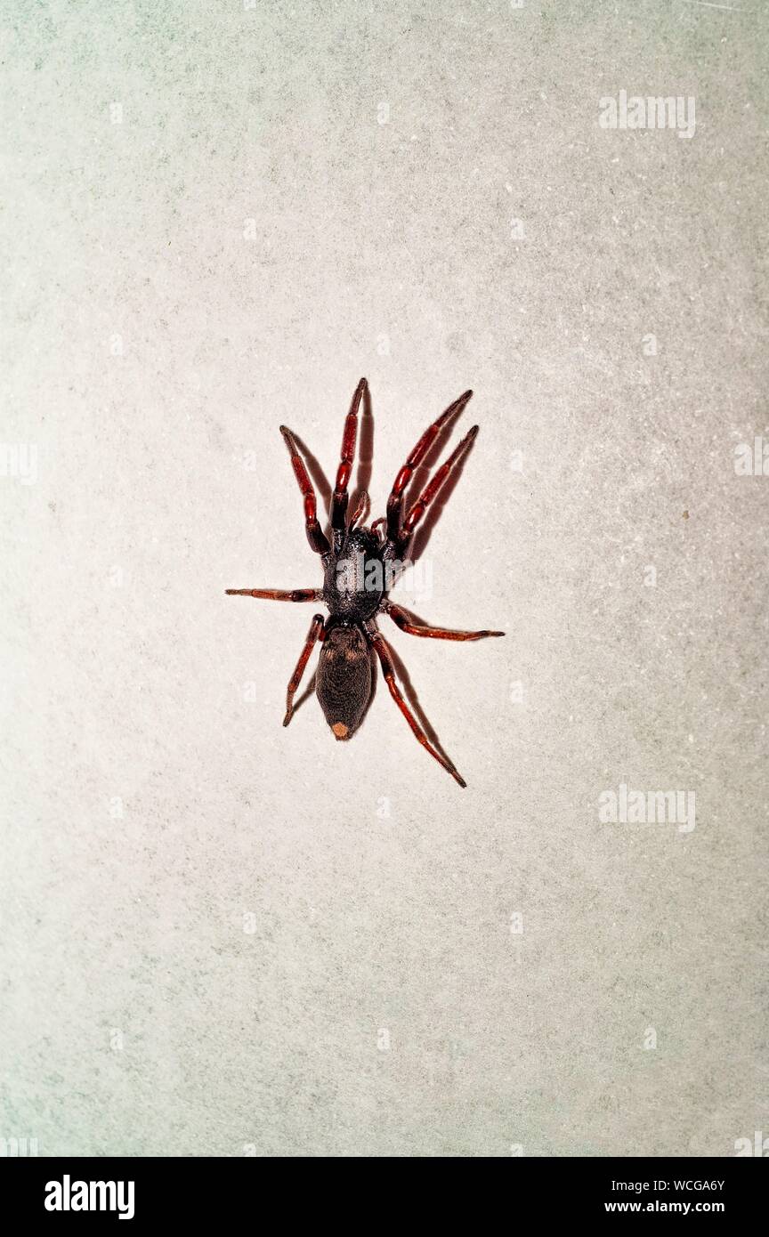 Closeup of spider fangs hi-res stock photography and images - Alamy